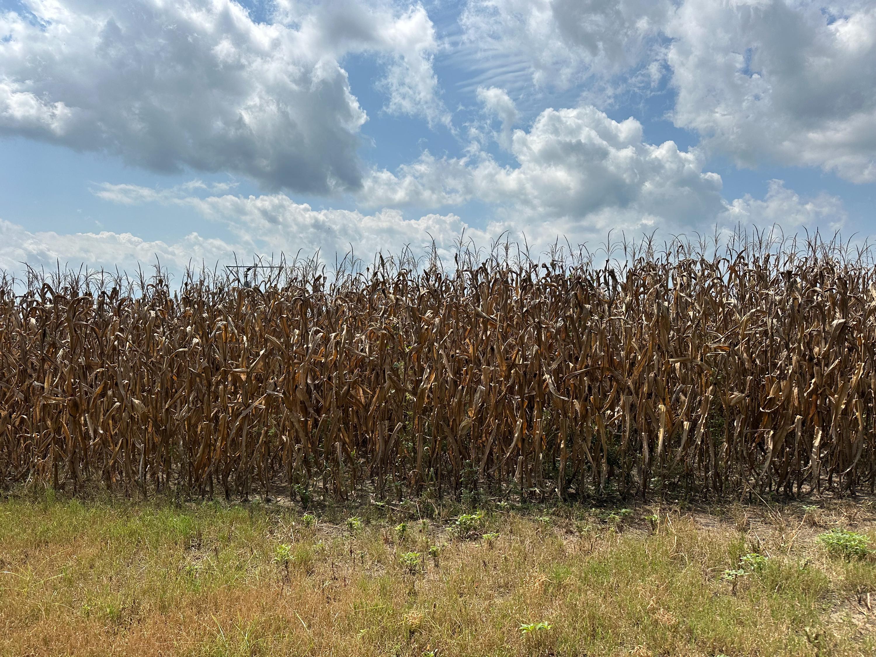 Single A Corn: Premium Shelled and Dried Whole Kernel Corn 21lbs for ...