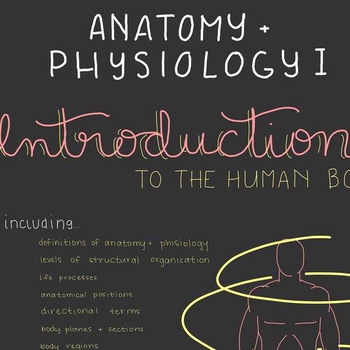 Introduction to the Human Body Study Guide Nursing School | Etsy