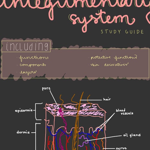 The Integumentary System Study Guide Anatomy and Physiology - Etsy