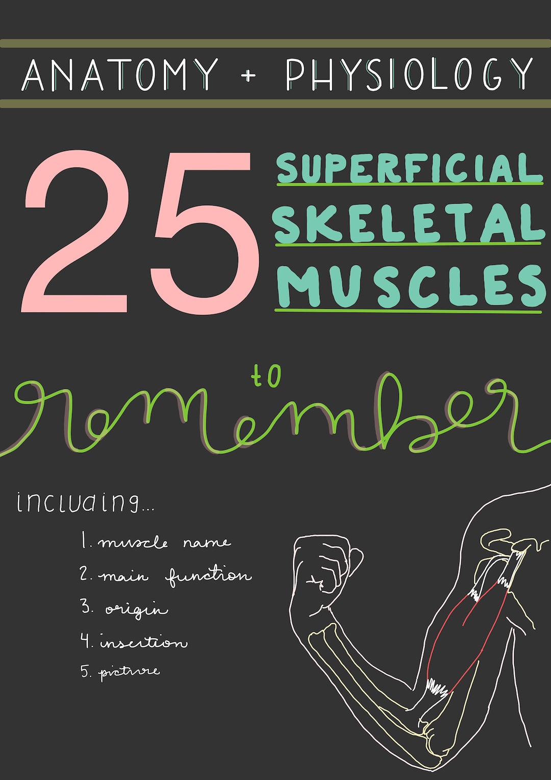 Skeletal Muscle Study Guide: Anatomy & Physiology, Nursing School (PDF ...