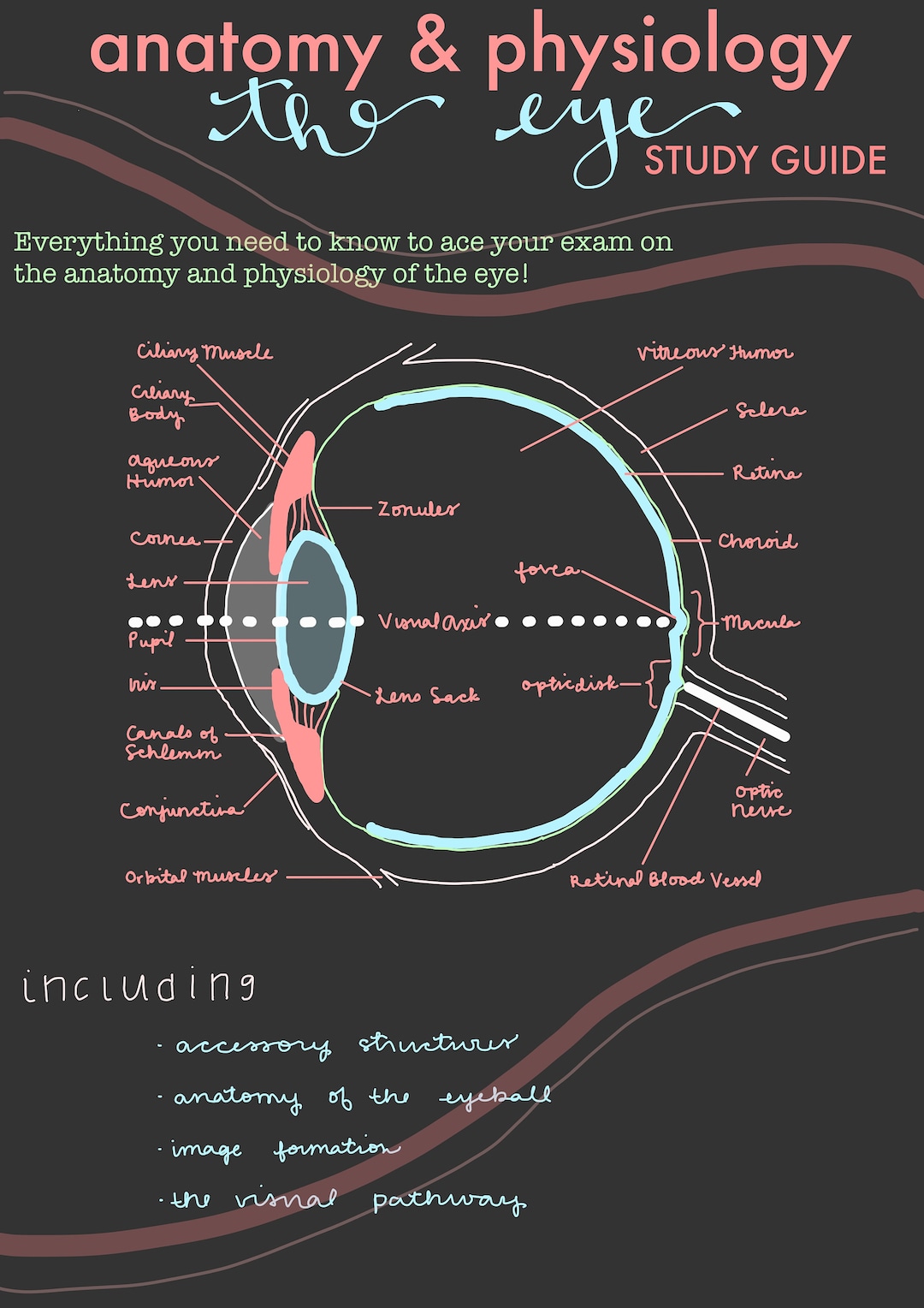 Anatomy & Physiology of the Eye Study Guide, Nursing School Materials ...