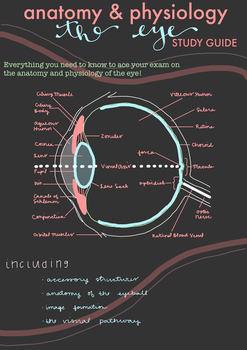 Anatomy & Physiology of the Eye Study Guide, Nursing School Materials ...