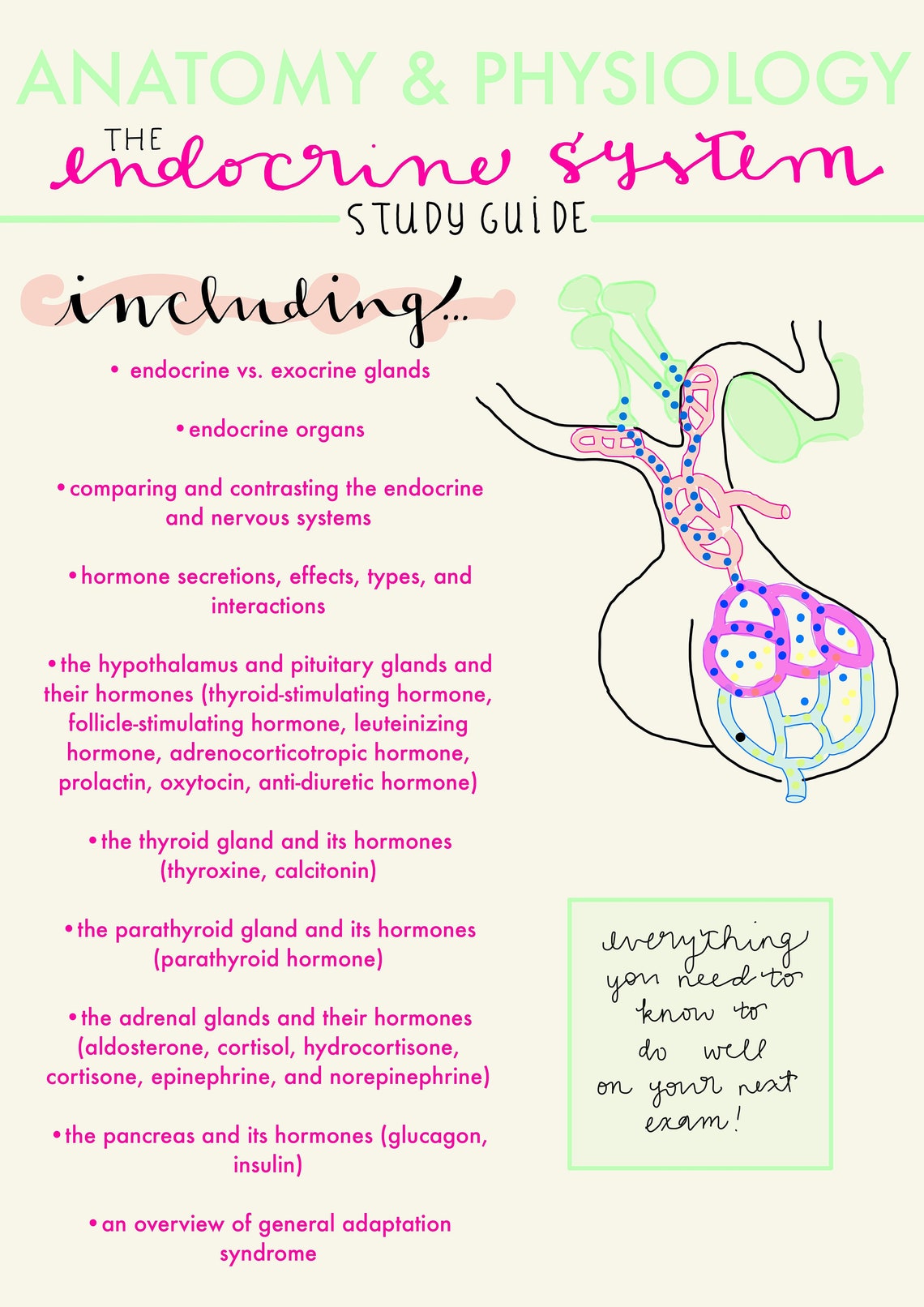 The Endocrine System Outline & Study Guide Anatomy and - Etsy