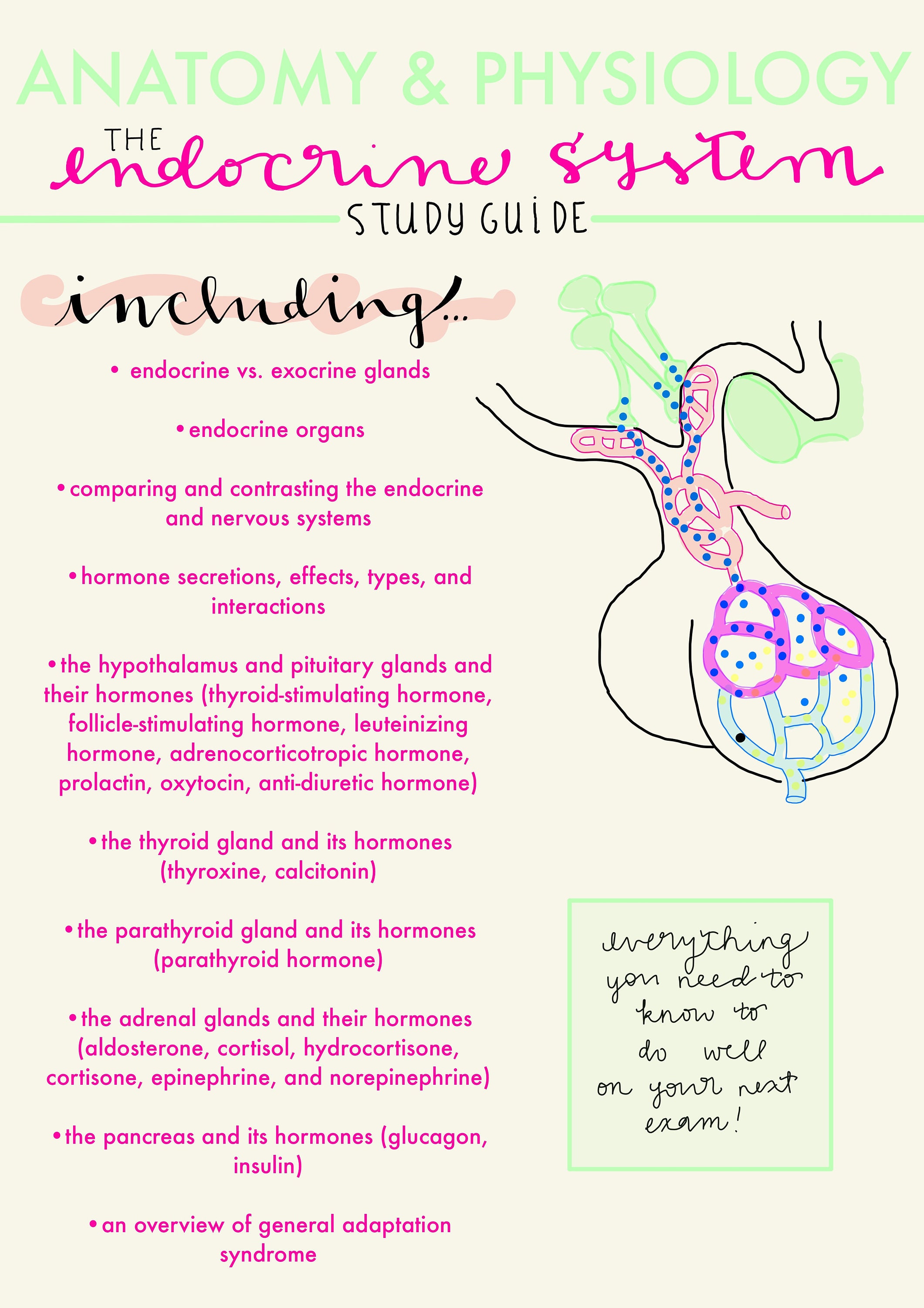 The Endocrine System Outline & Study Guide, Anatomy and Physiology ...