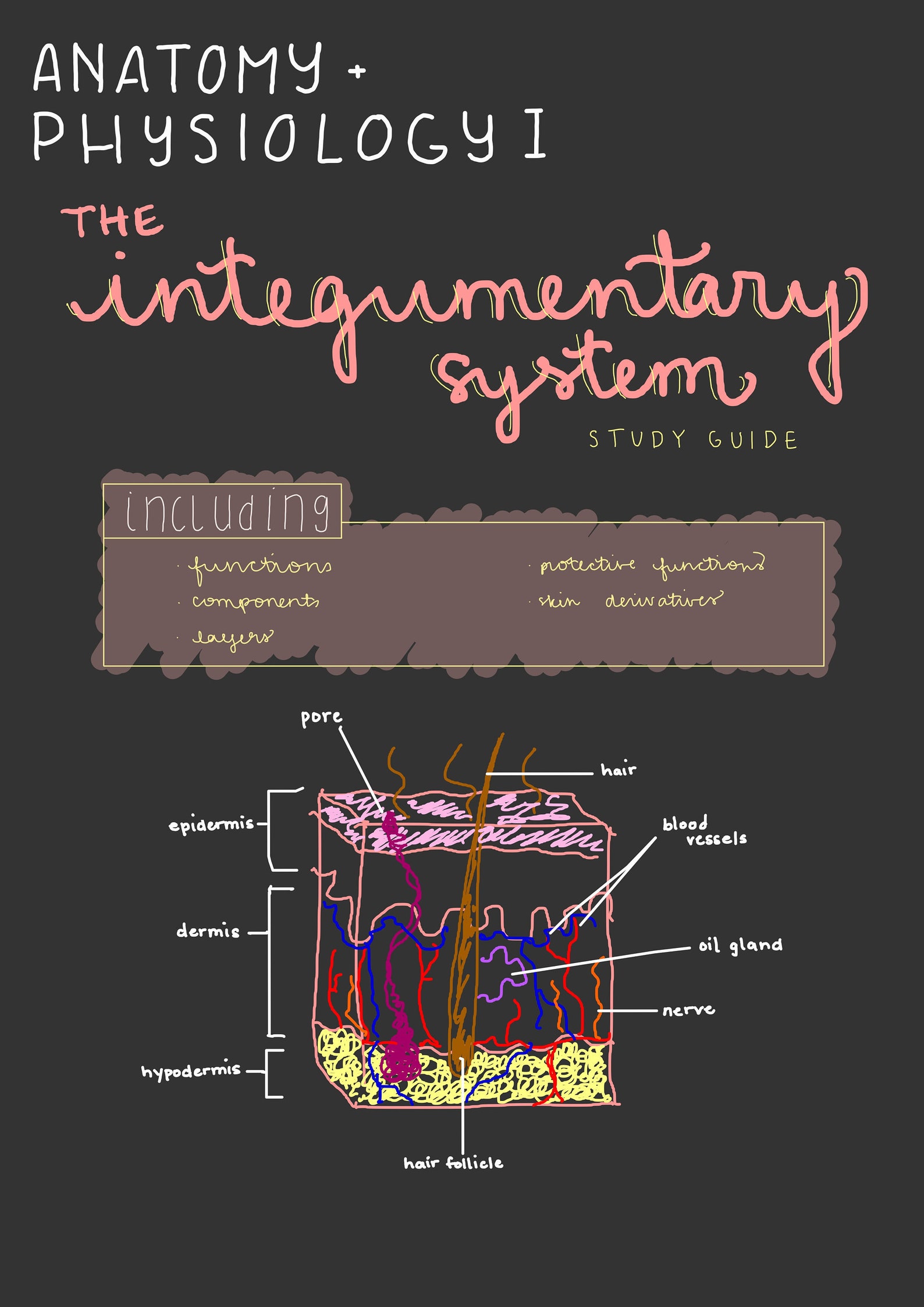 The Integumentary System Study Guide, Anatomy and Physiology, Notes for ...