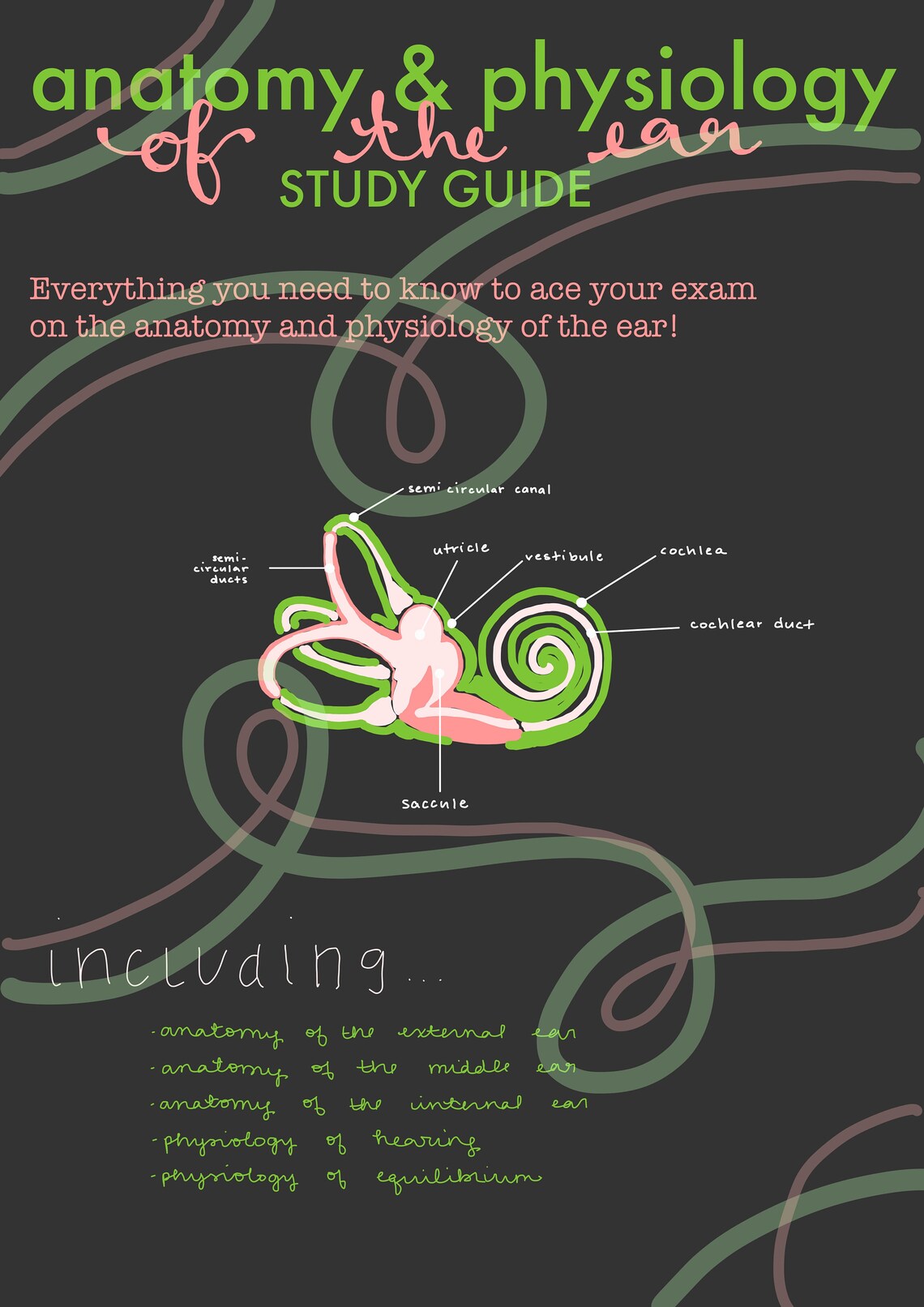 Anatomy & Physiology of the Ear Study Guide, Nursing School, Anatomy ...
