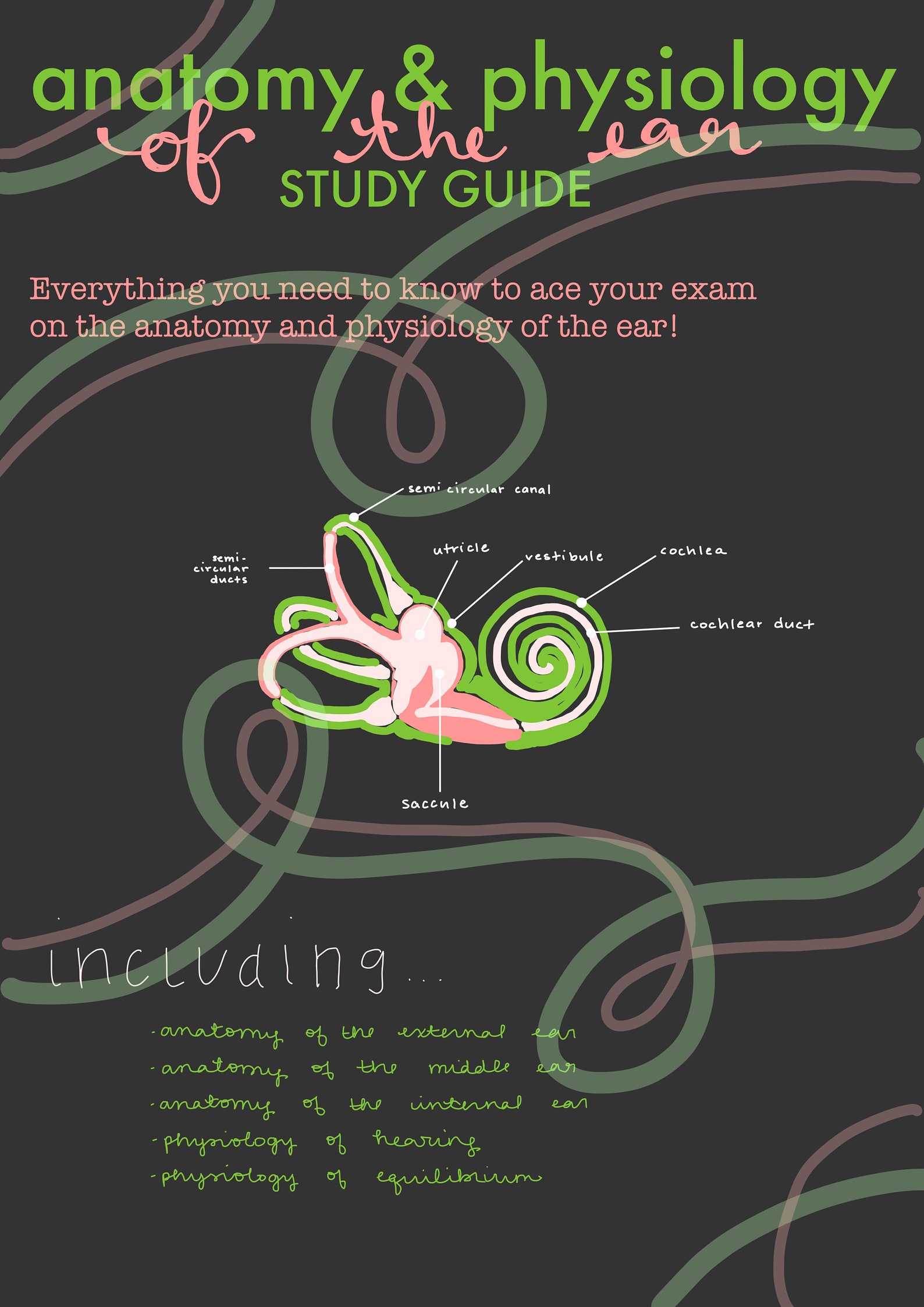 Anatomy & Physiology of the Ear Study Guide, Nursing School, Anatomy ...
