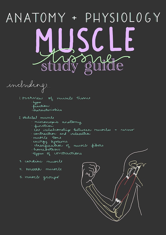 Muscle Tissue Study Guide Anatomy & Physiology Nursing - Etsy