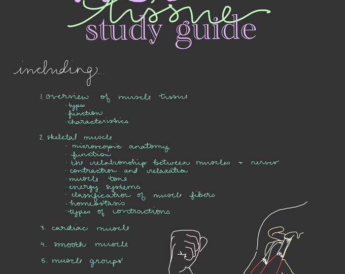 Muscle Tissue Study Guide Anatomy & Physiology Nursing | Etsy