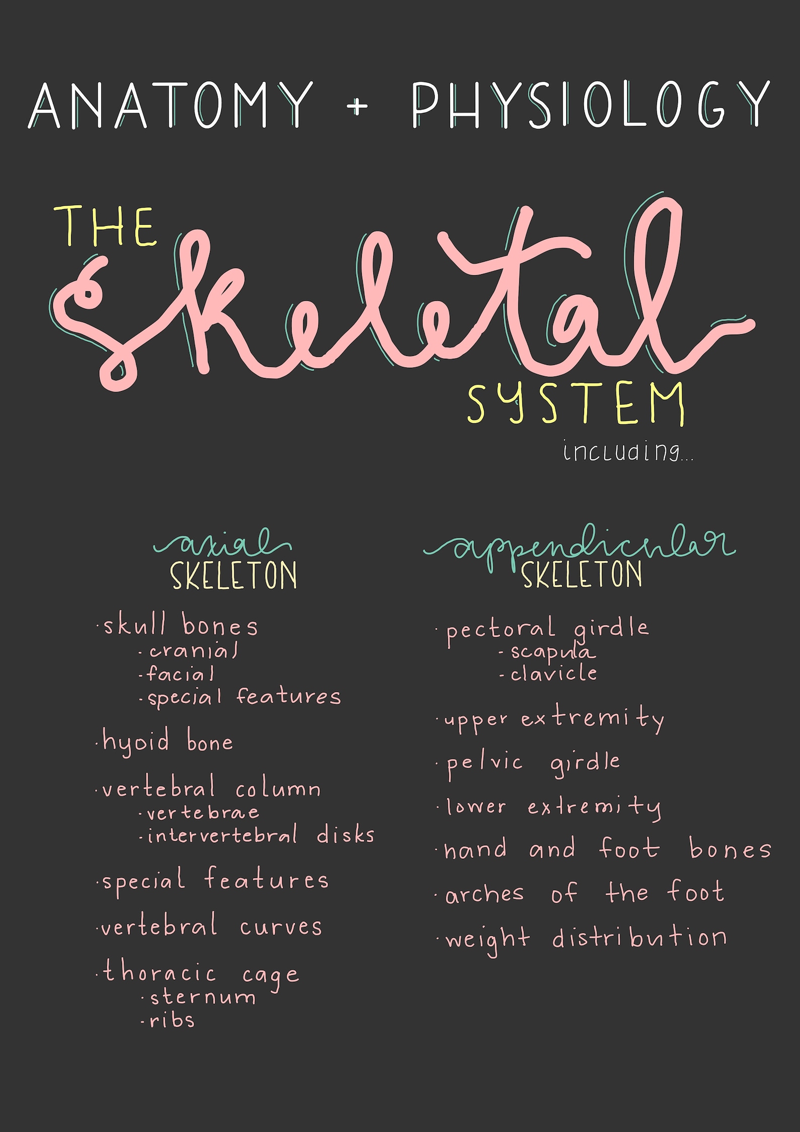 The Skeletal System Study Guide, Anatomy & Physiology, Nursing School ...