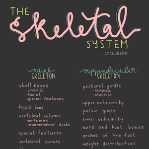 The Skeletal System Study Guide Anatomy & Physiology Nursing - Etsy