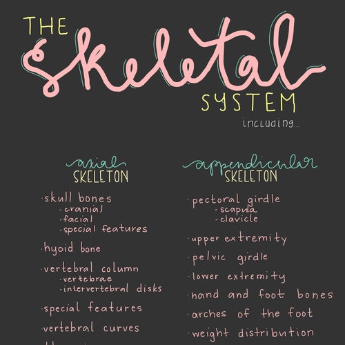 The Skeletal System Study Guide Anatomy & Physiology Nursing - Etsy