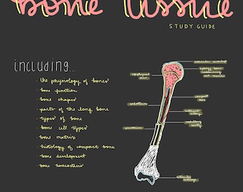 The Skeletal System Study Guide, Anatomy & Physiology, Nursing School ...