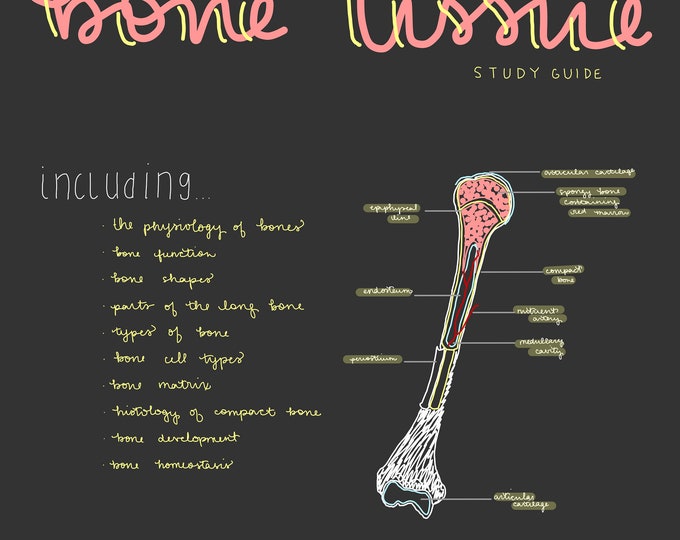 Bone Tissue Study Guide Anatomy and Physiology Notes Nursing - Etsy