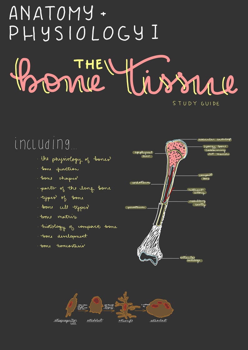 Bone Tissue Study Guide, Anatomy and Physiology Notes, Nursing School ...
