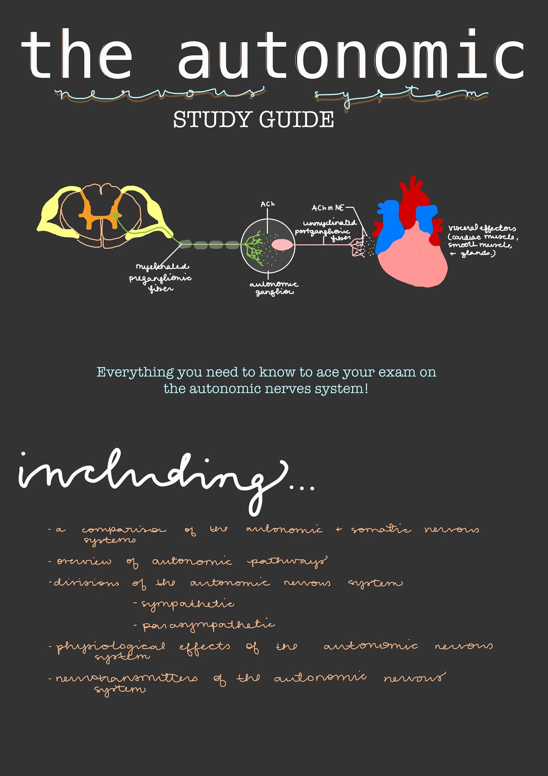 The Autonomic Nervous System Study Guide, Anatomy & Physiology, Nursing ...
