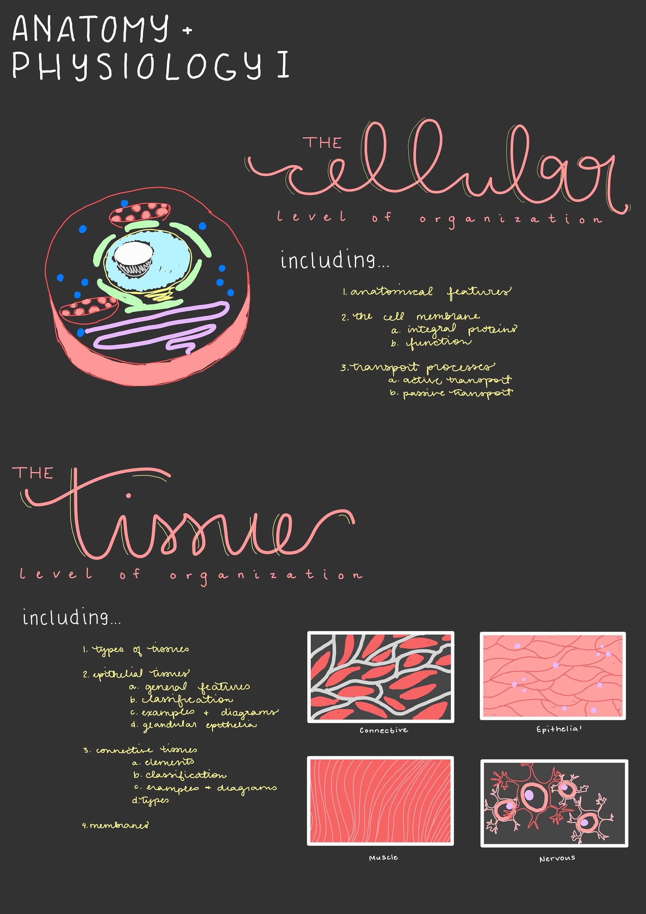 Cells and Tissues Study Guide, Nursing School Study Guide, Anatomy ...