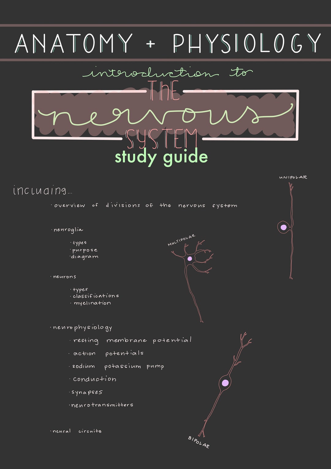 Introduction to the Nervous System Study Guide, Anatomy & Physiology ...