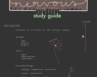 The Autonomic Nervous System Study Guide, Anatomy & Physiology, Nursing ...