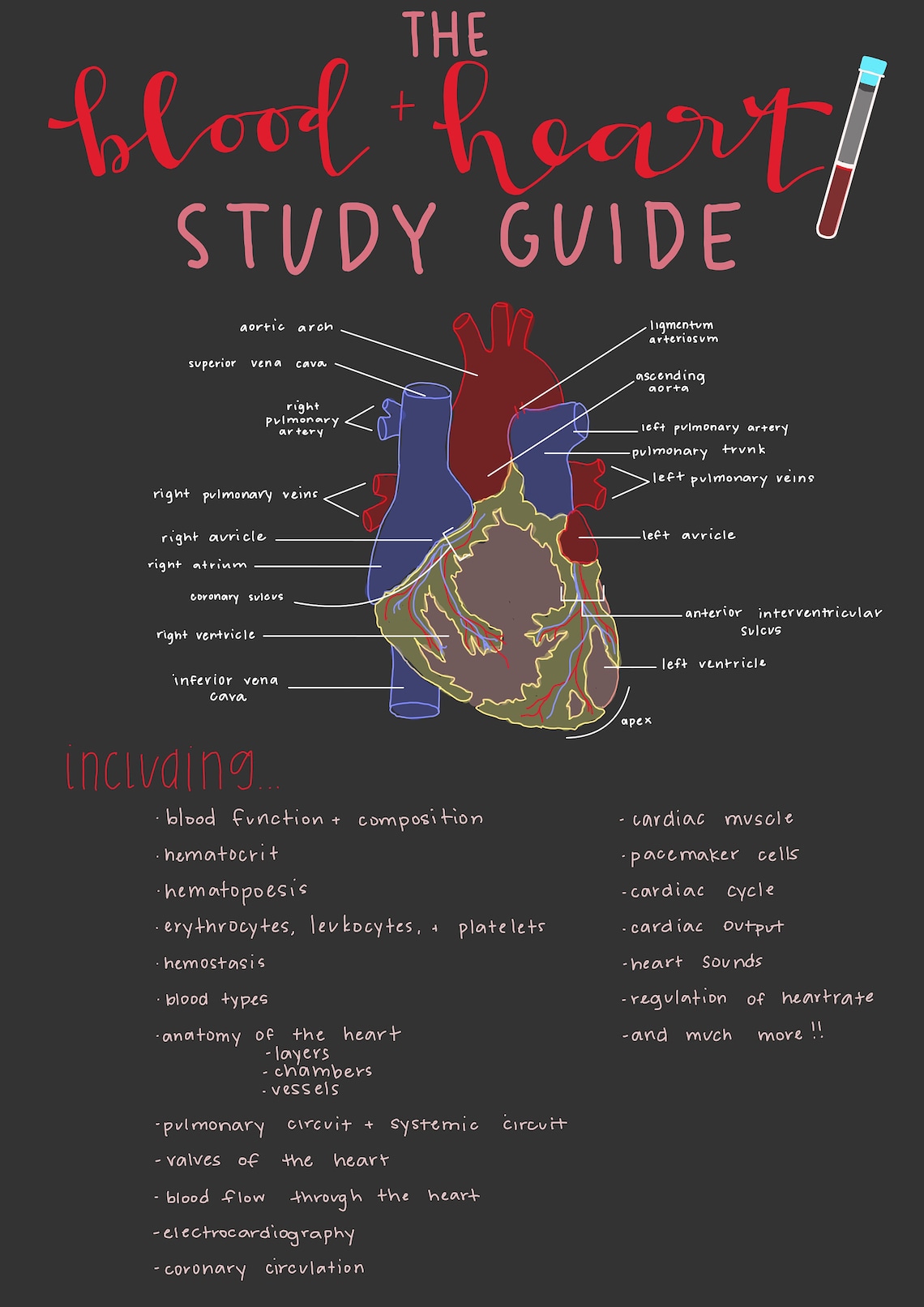 The Blood & Heart Study Guide, the Cardiovascular System - Heart and ...