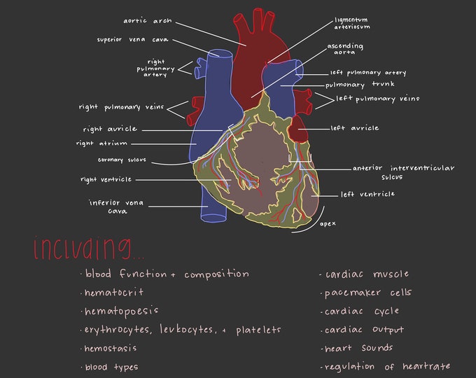 The Blood & Heart Study Guide the Cardiovascular System - Etsy