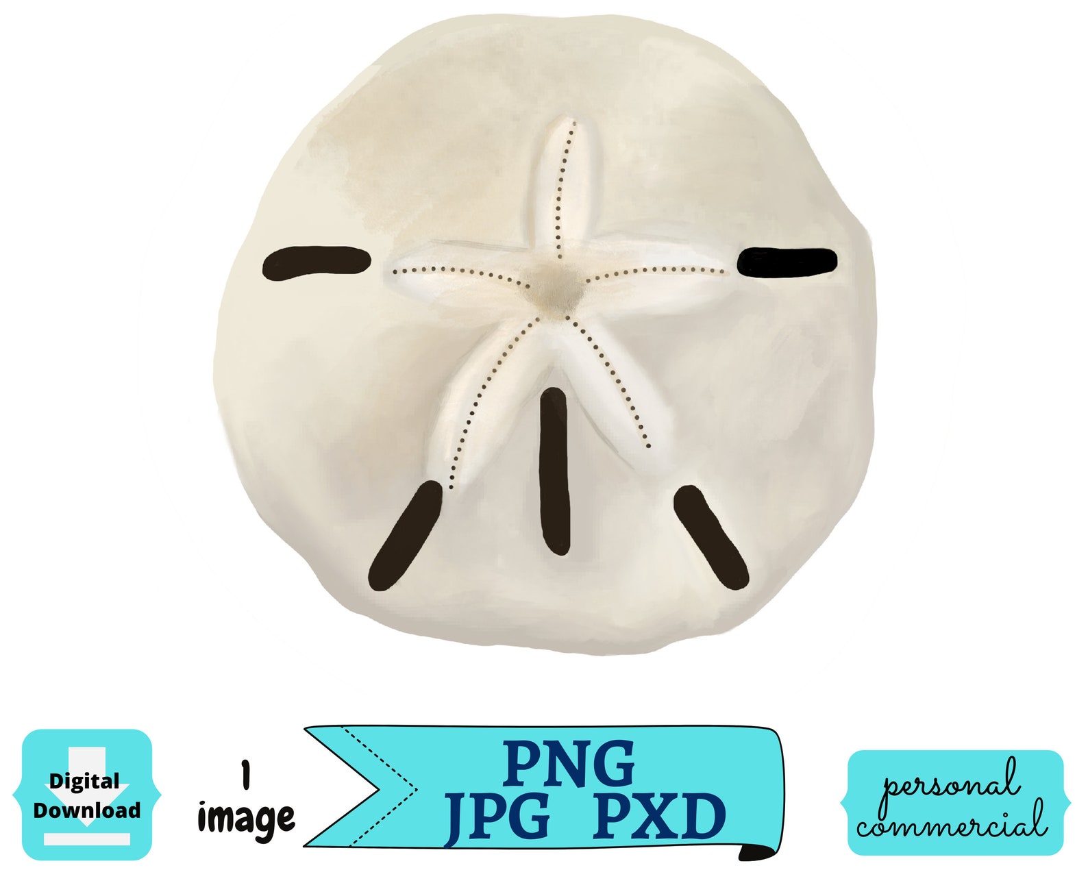Hand Drawn Sand Dollar Sticker PNG, PXD, JPG Digital Clip Art for ...