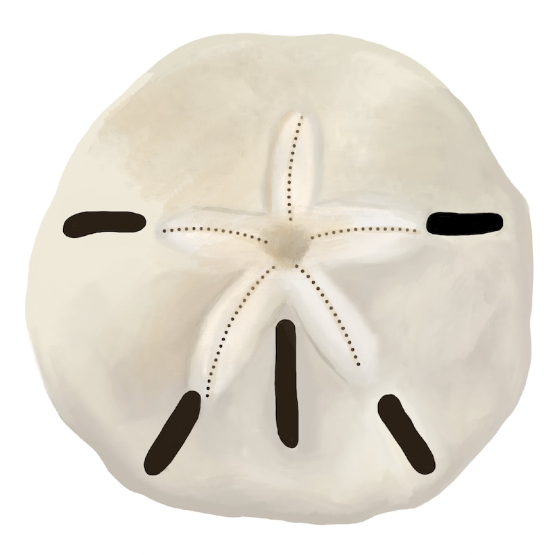 Sand Dollar Clip Art - Etsy