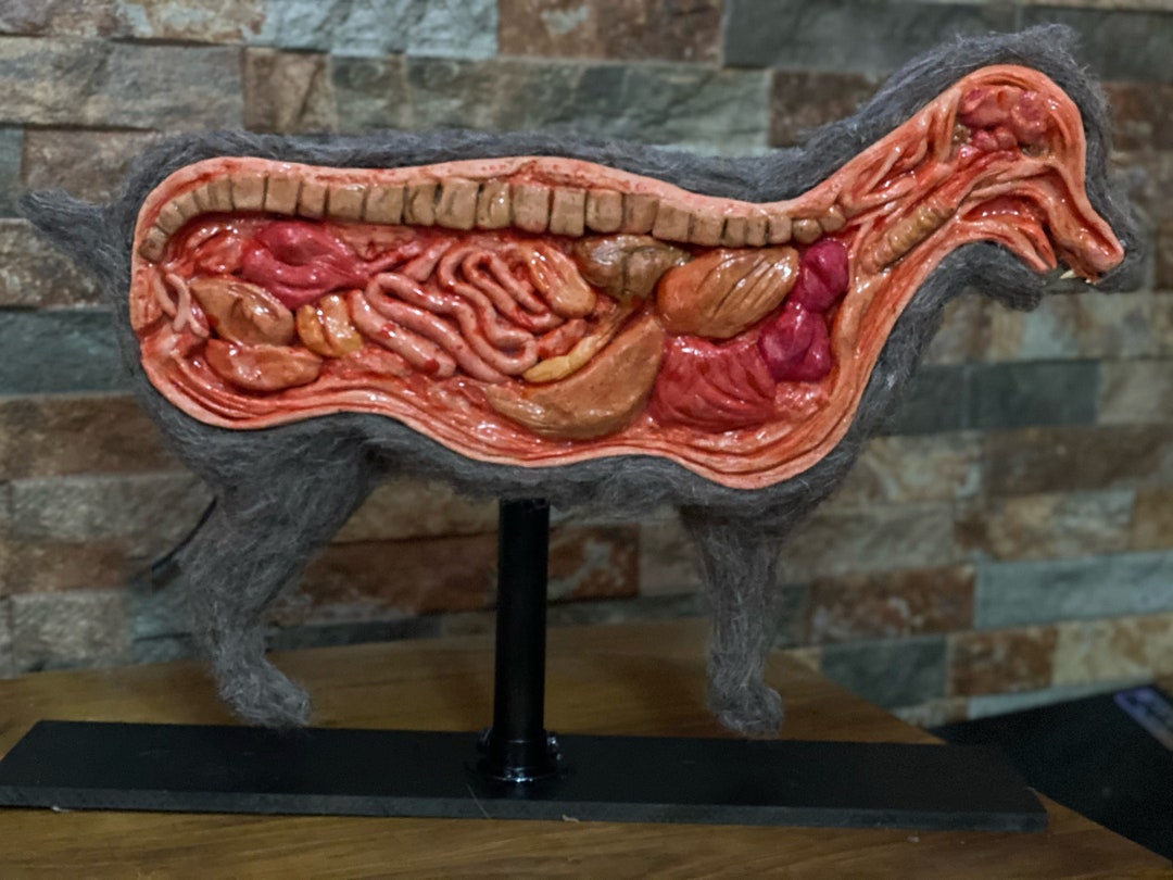 1.1 Scale Split-dog Display Prop - Etsy