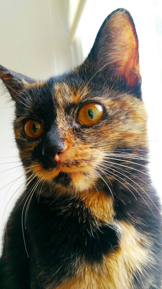 Ukraine Pets and Wild Animals of Ukraine Digital File | Etsy