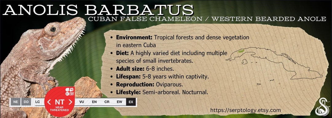 Cuban False Chameleon Terrarium/vivarium Label - Etsy
