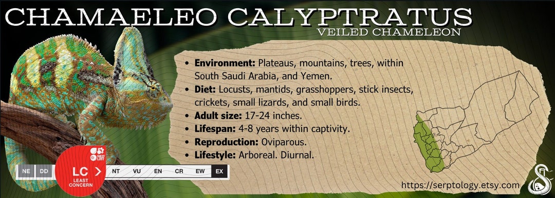 Veiled Chameleon Terrarium/vivarium Label - Etsy