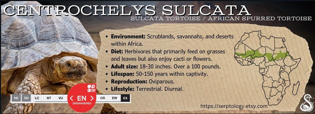 Sulcata Tortoise Terrarium/vivarium Label - Etsy