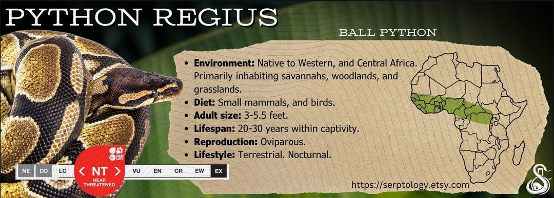 Ball Python Terrarium/vivarium Label - Etsy
