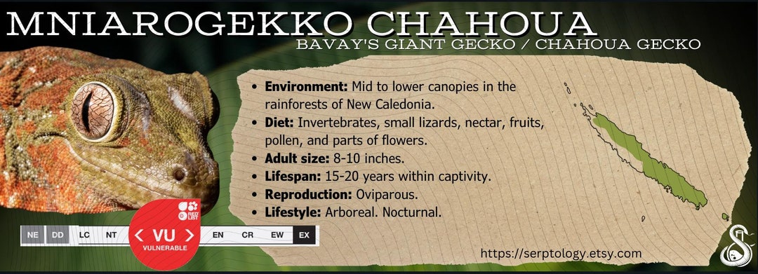 Chahoua Gecko Terrarium/vivarium Label - Etsy