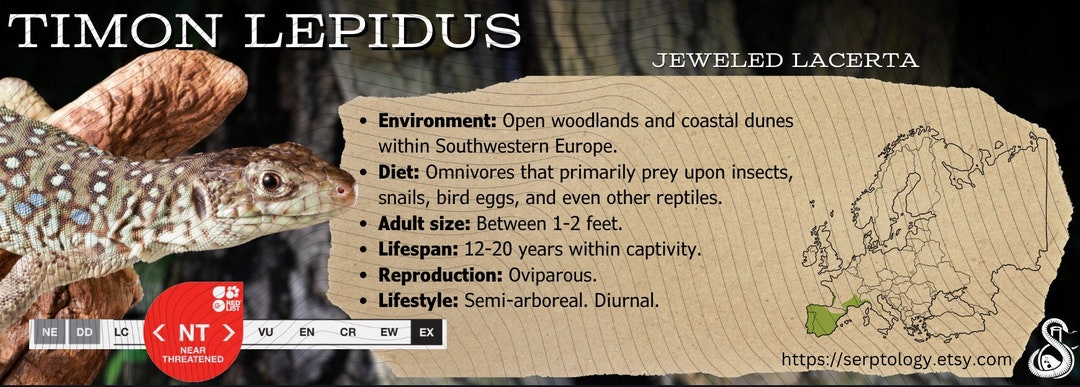 Jeweled Lacerta Terrarium/vivarium Label - Etsy