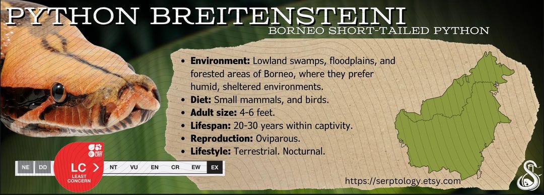 Borneo Python Terrarium/vivarium Label - Etsy