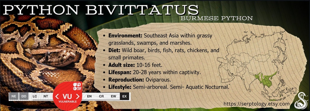Burmese Python Terrarium/vivarium Label - Etsy