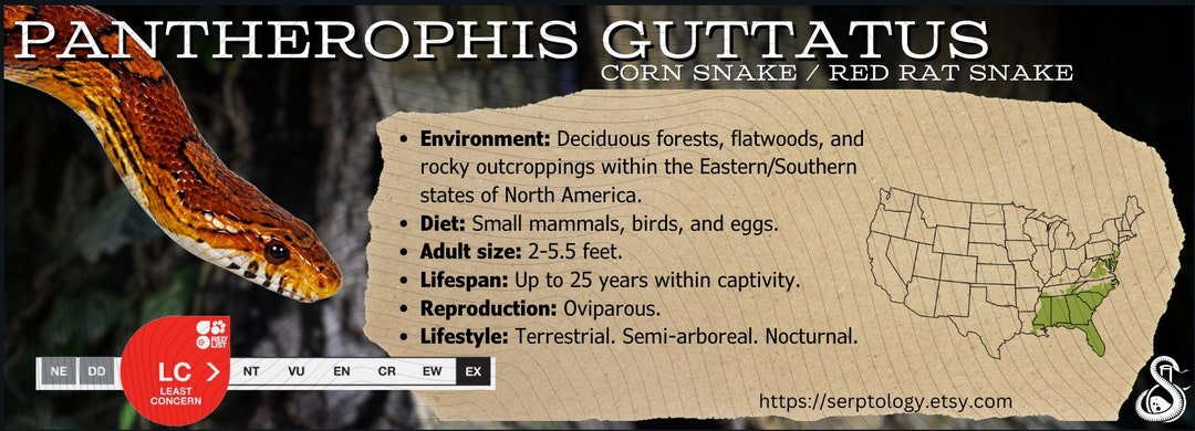 Corn Snake Terrarium/vivarium Label - Etsy