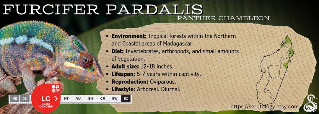 Panther Chameleon Terrarium/vivarium Label - Etsy