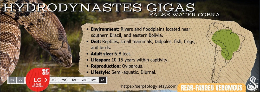 False Water Cobra Terrarium/vivarium Label - Etsy