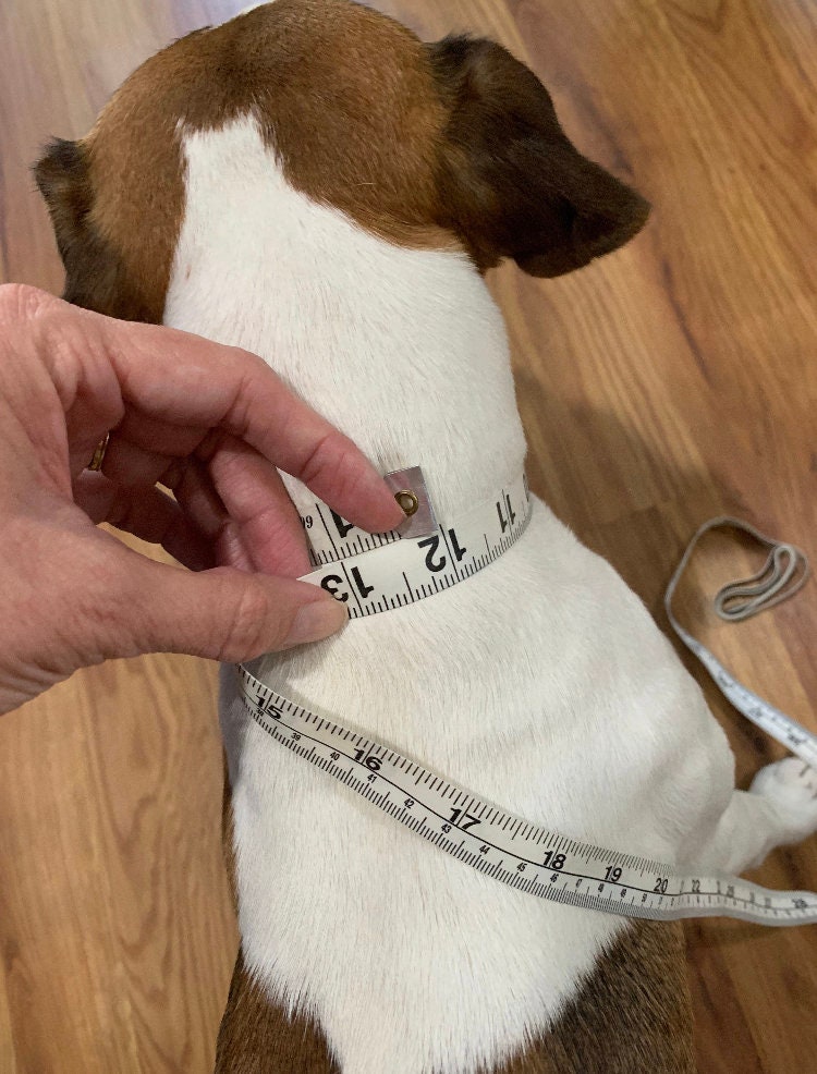 Quick Release Lead "turquoise Gold" Fast CAT, Lure Coursing Slip Lead ...