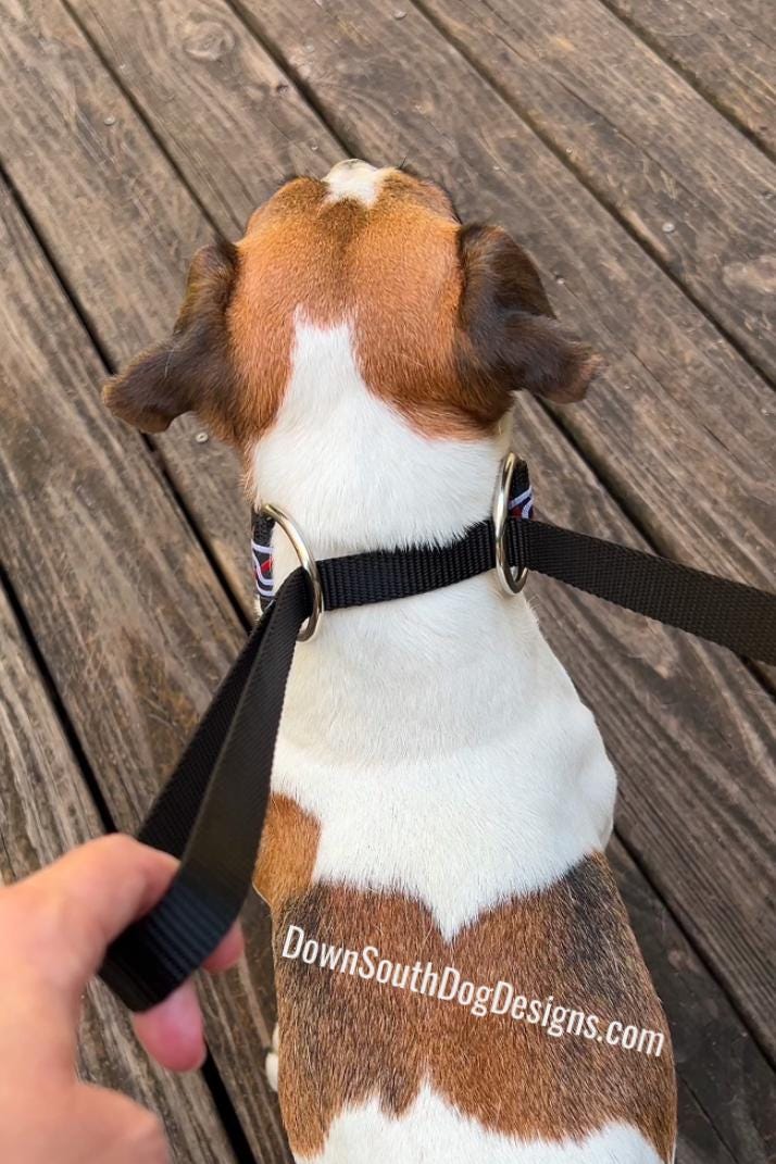Quick Release Lead "turquoise Gold" Fast CAT, Lure Coursing Slip Lead ...