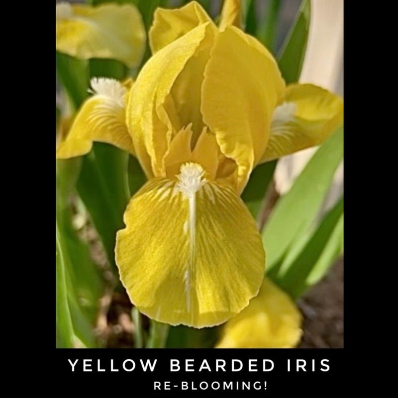 Reblooming Bearded Iris - Etsy