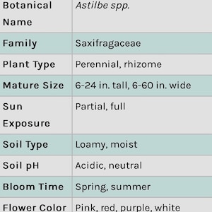 2/ ‘rheinland’ ASTILBE Live Bare Root Starter Plants SHADE Perennial ...