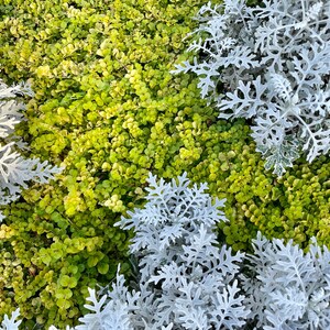 10+/ ‘creeping Jenny’ BARE Root ‘lysimachia Nummularia’ Starter Plants ...