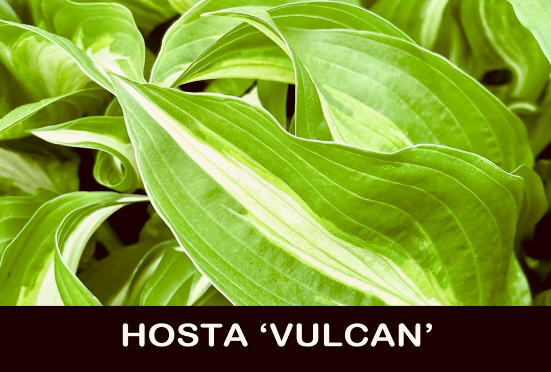 2/ HOSTA “VULCAN” Starter Plants. Live, Bare Root. Experienced USA ...