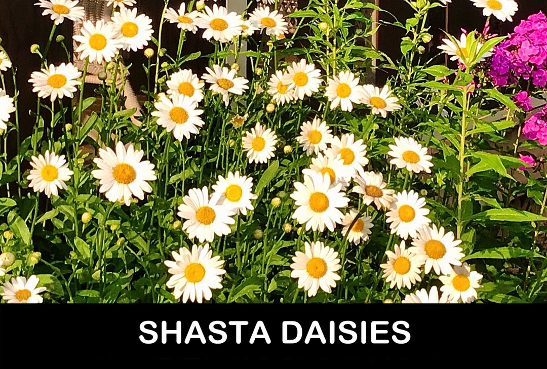 3/ Shasta Daisy BARE Root Starter Plants. Perennial. White Petals. USA ...