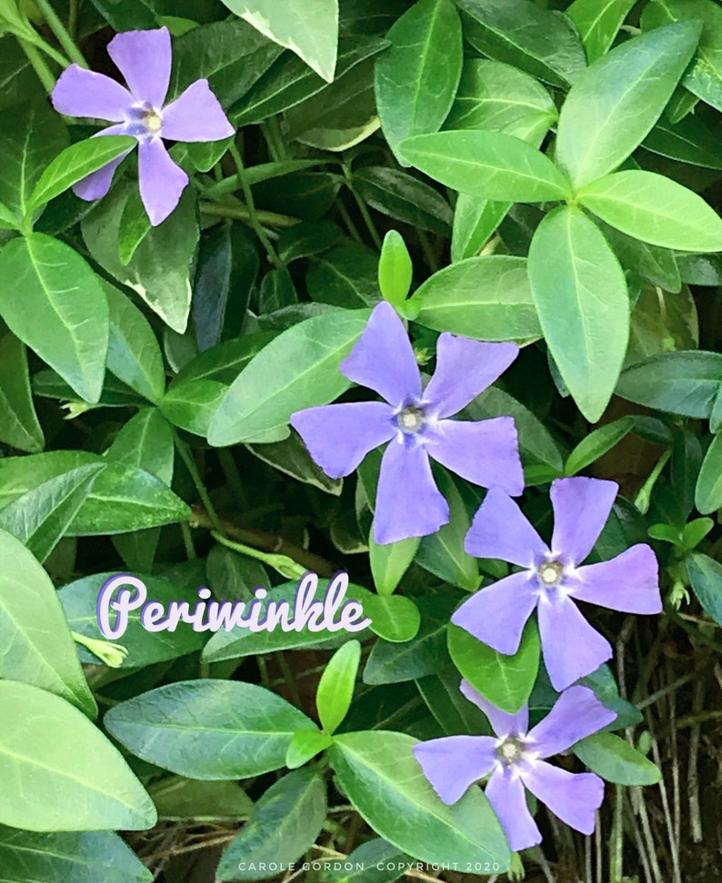 10/ Periwinkle vinca Minor BARE Root Starter Plants. - Etsy