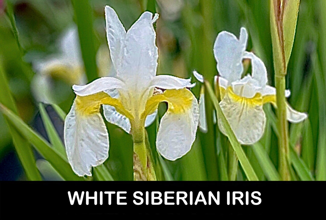 2/ Live WHITE Siberian IRIS Bare Root Rhizome Starter Plants Perennial Cut Flower Clumping USA ...