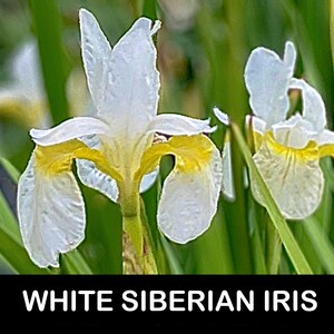 2/ Live WHITE Siberian IRIS Bare Root Rhizome Starter Plants Perennial ...